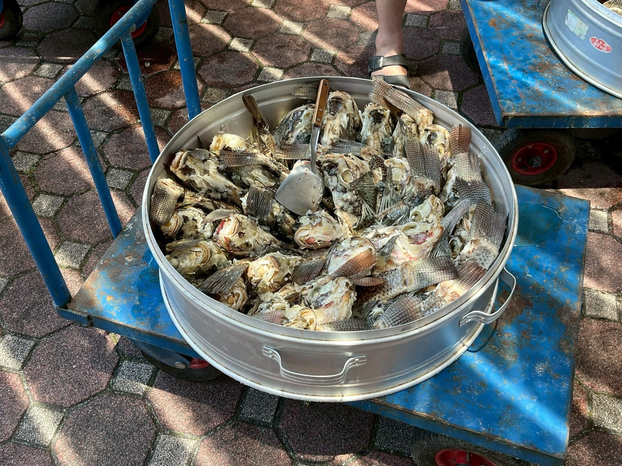 捕魚祭miladis｜吉安鄉19部落歡慶豐收，游淑貞攜手族人共築文化根脈！ – 東台灣新聞網